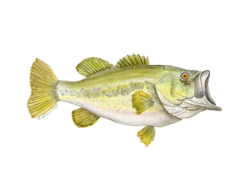 Largemouth Bass Watercolor Fish Art Print Fishing Gifts for - Etsy UK