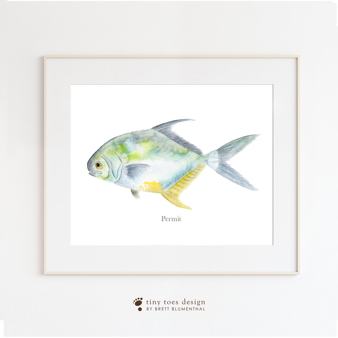 Watercolor Fish Permit Fish Print Permit Fishing Mount Art - Etsy