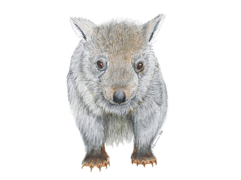 Baby Wombat Watercolor Australian Nursery Art Baby Animal - Etsy