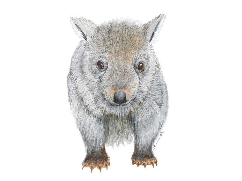 Baby Wombat Watercolor Australian Nursery Art Baby Animal | Etsy