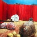Painting Zoo Animals on Rocks by Lin Wellford Paperback Decorative ...