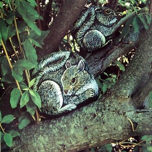 Painting More Animals on Rocks by Lin Wellford Vintage Paperback ...