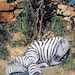 Painting Zoo Animals on Rocks by Lin Wellford Paperback Decorative ...
