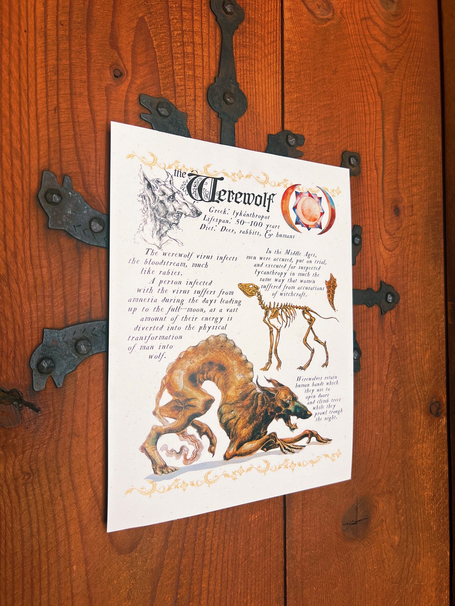 Werewolf Anatomy Print: Birch Card Stock, Monster Lore (8x10”) - Etsy