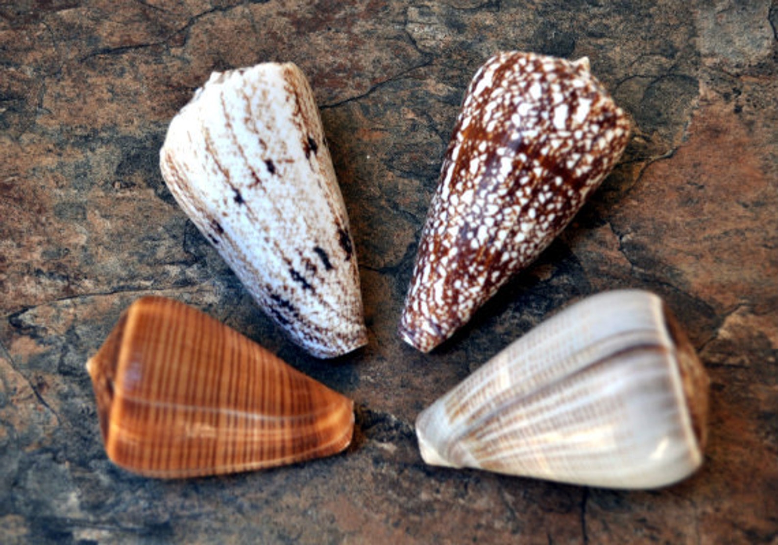 Large Cone Seashell Assortment 4 pcs. | Etsy