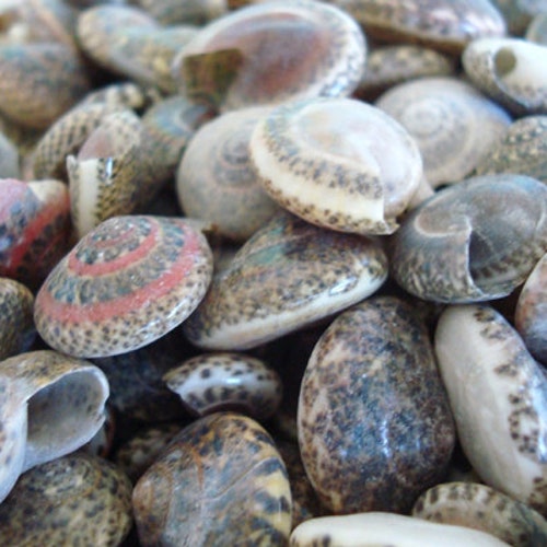 Beach Decor White Bubble Shells 15 Bubble Shell Seashell | Etsy