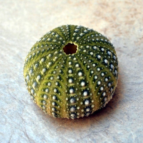 Pearled Polished Abalone Haliotis Shells 2-1/23 | Etsy