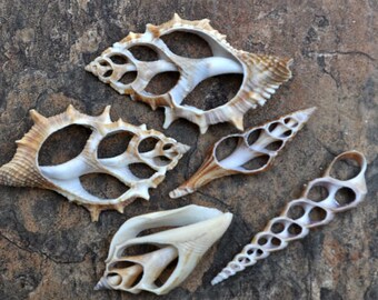 Cut Seashells | Etsy