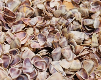 Coquina Shells | Etsy