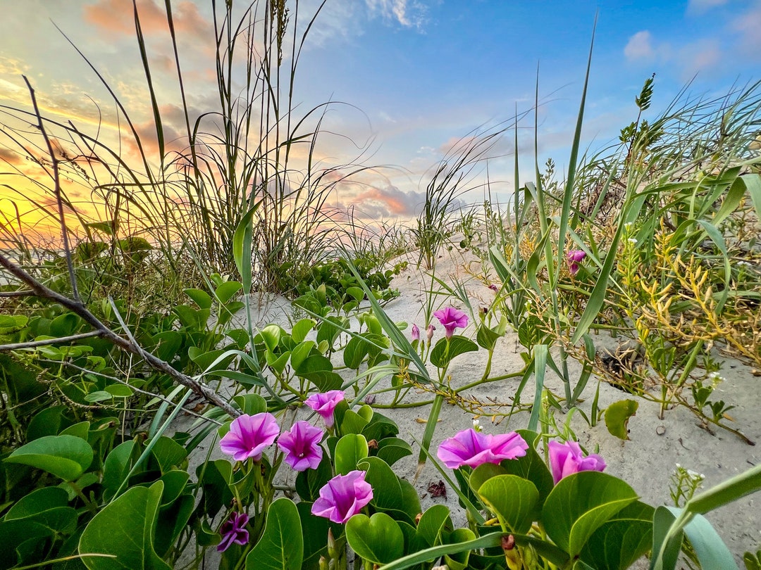 Summer Flowers Color Print - Etsy