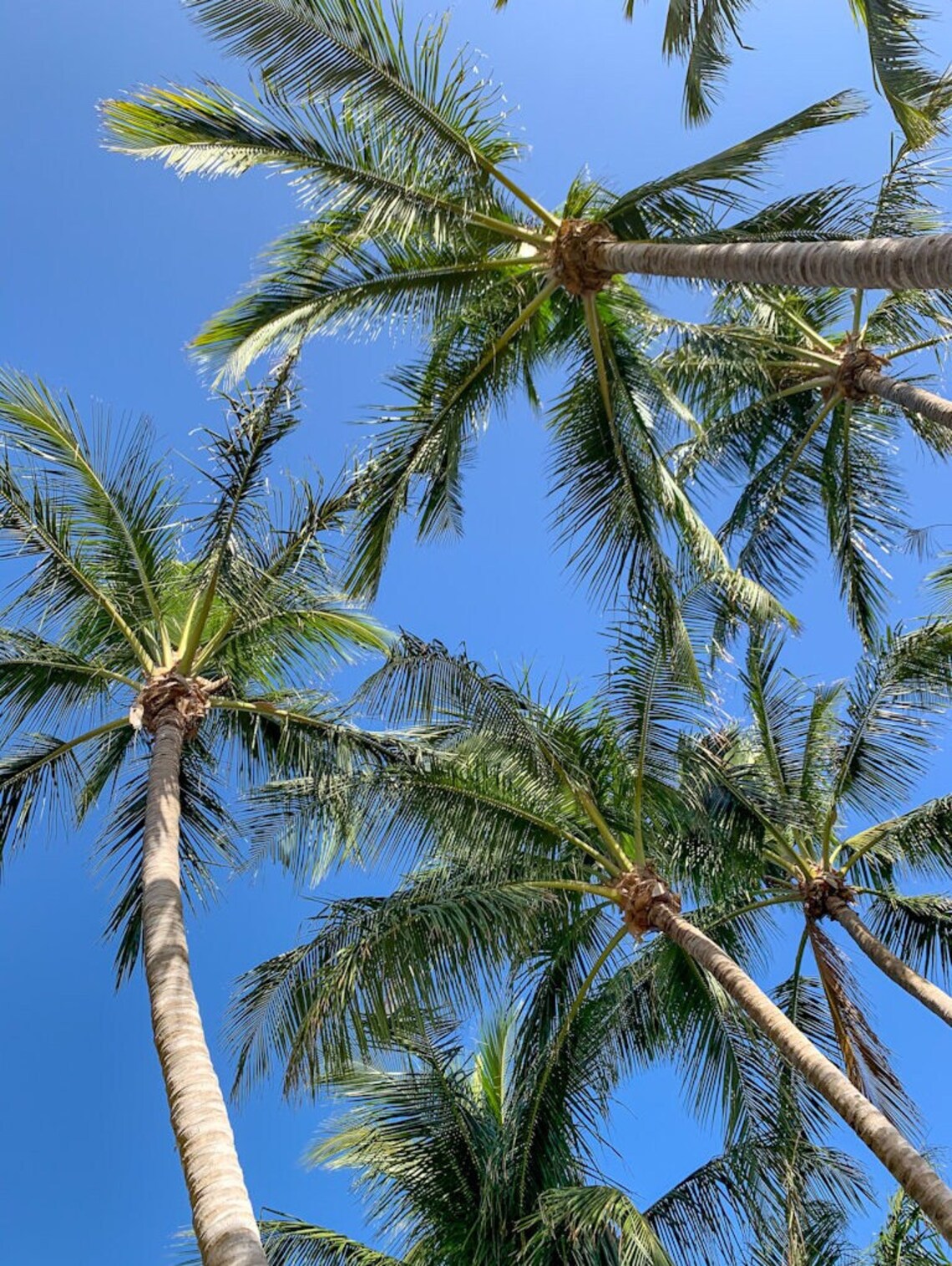 Florida Keys "palms" Color Print - Etsy