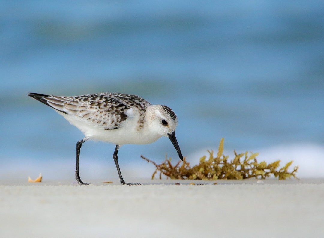 Sanderling at the Seashore Color Print - Etsy