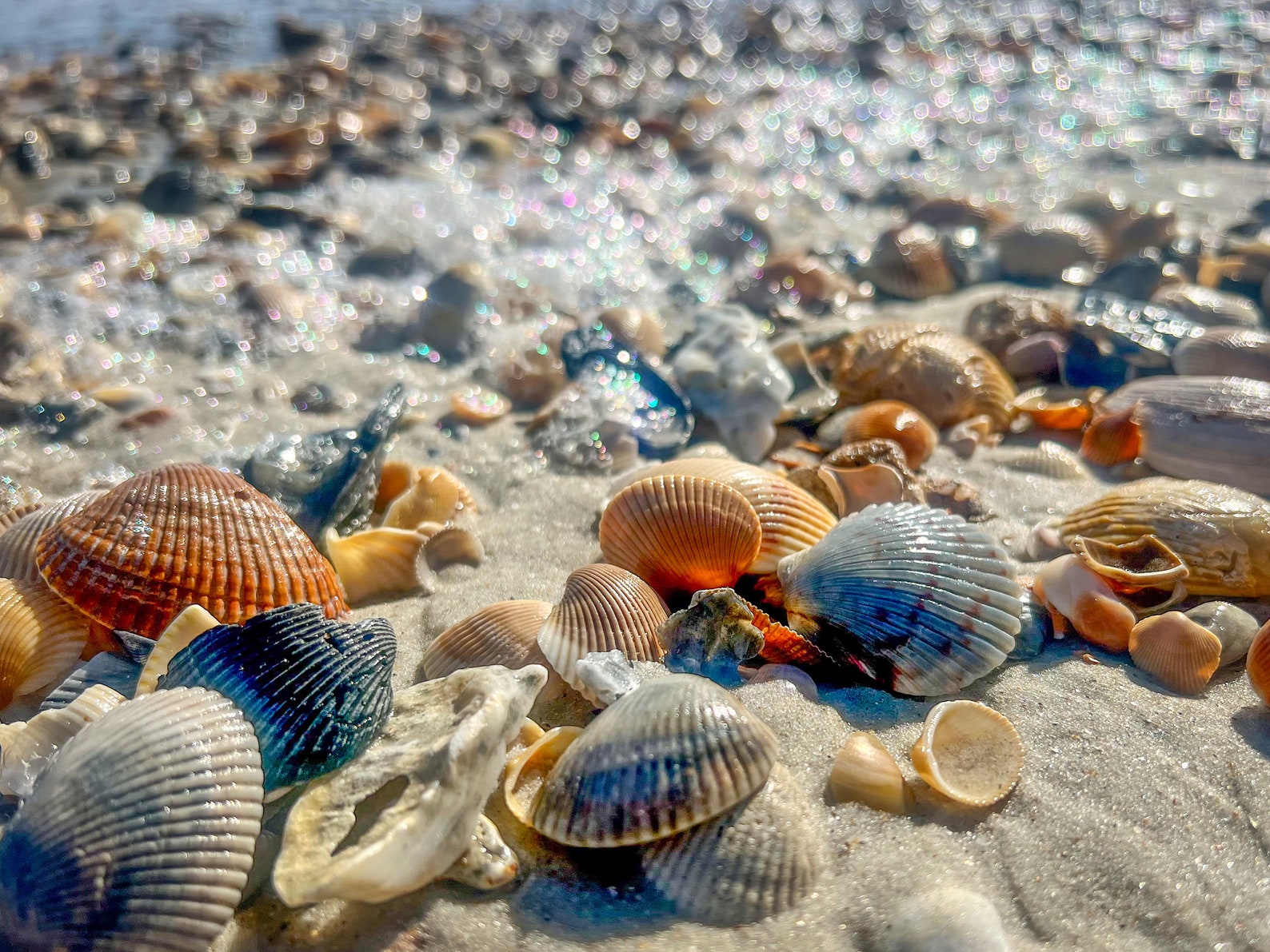 Seashells by the Seashore - Etsy