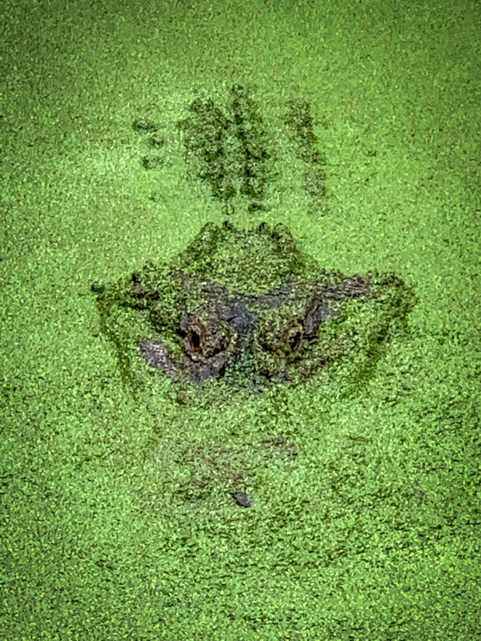 Gator Camouflage Color Print - Etsy