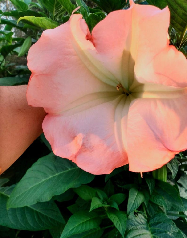 Angel Trumpet- Angels Hem - Etsy