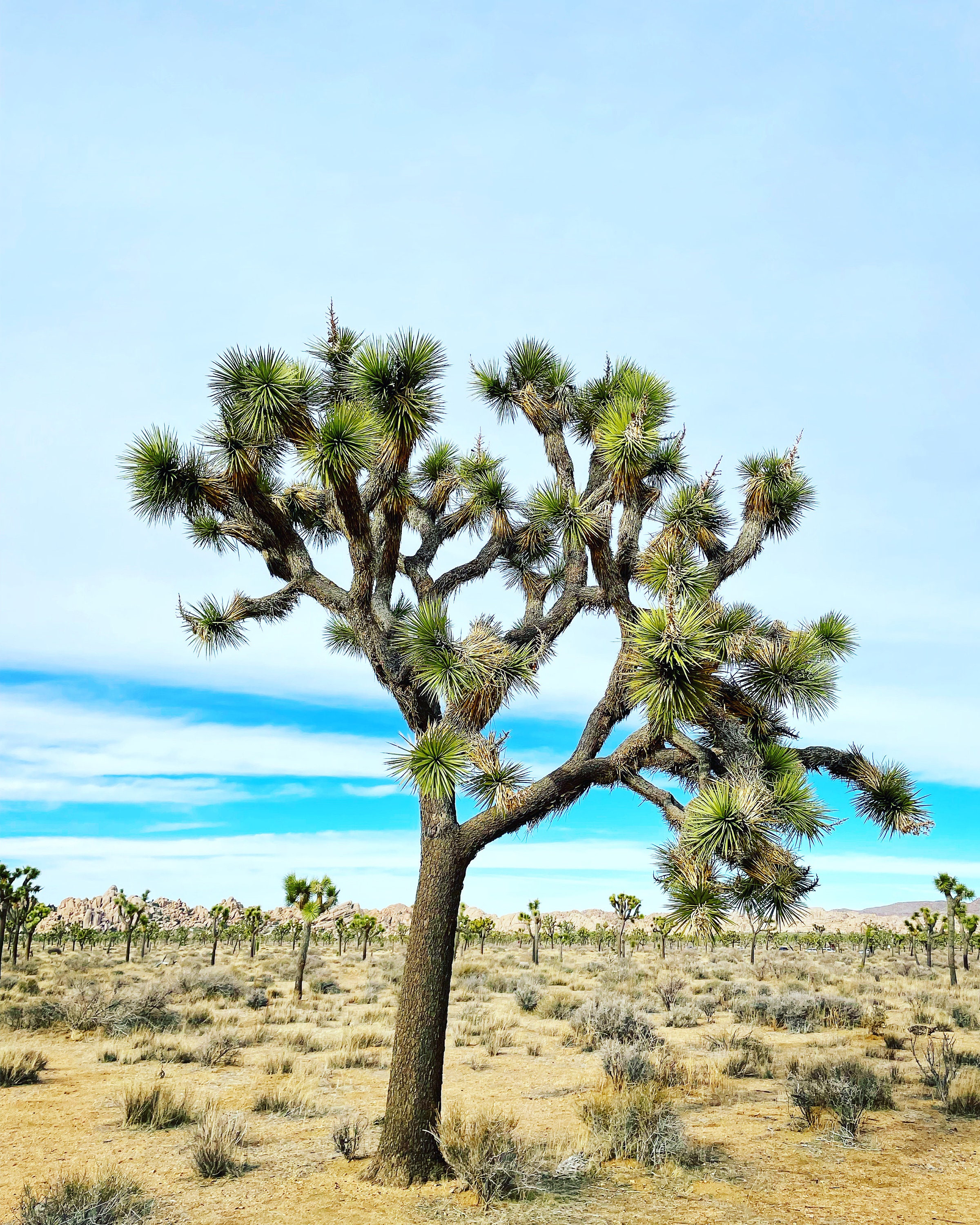Joshua Tree - Color | 8x10 Photo Print - Etsy