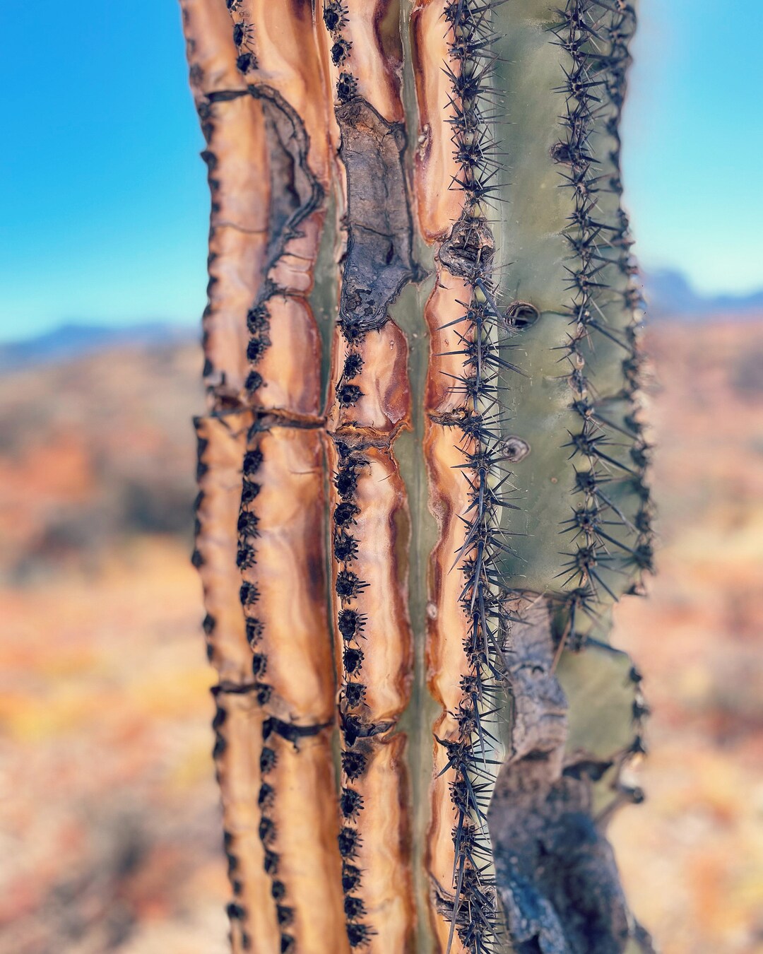 Arizona - Dry Cactus | 8x10 Photo Print - Etsy