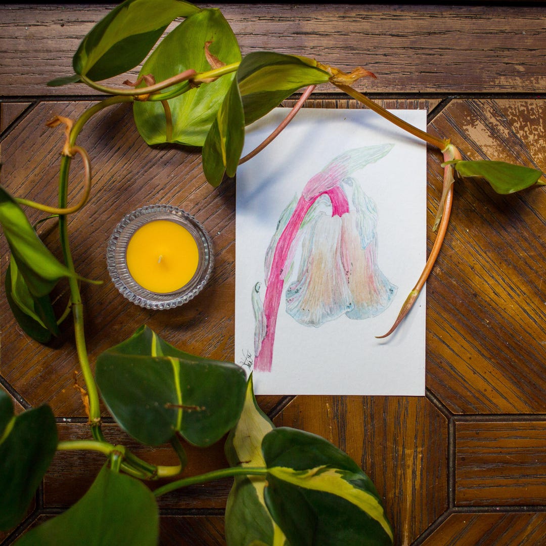 Ghost Pipe Flower Original Watercolor Painting | Watercolour Art ...