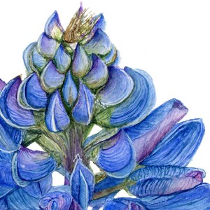Blue Lupin Watercolor Art Print | Lupine, Wildflower, Gardening, Lupini ...