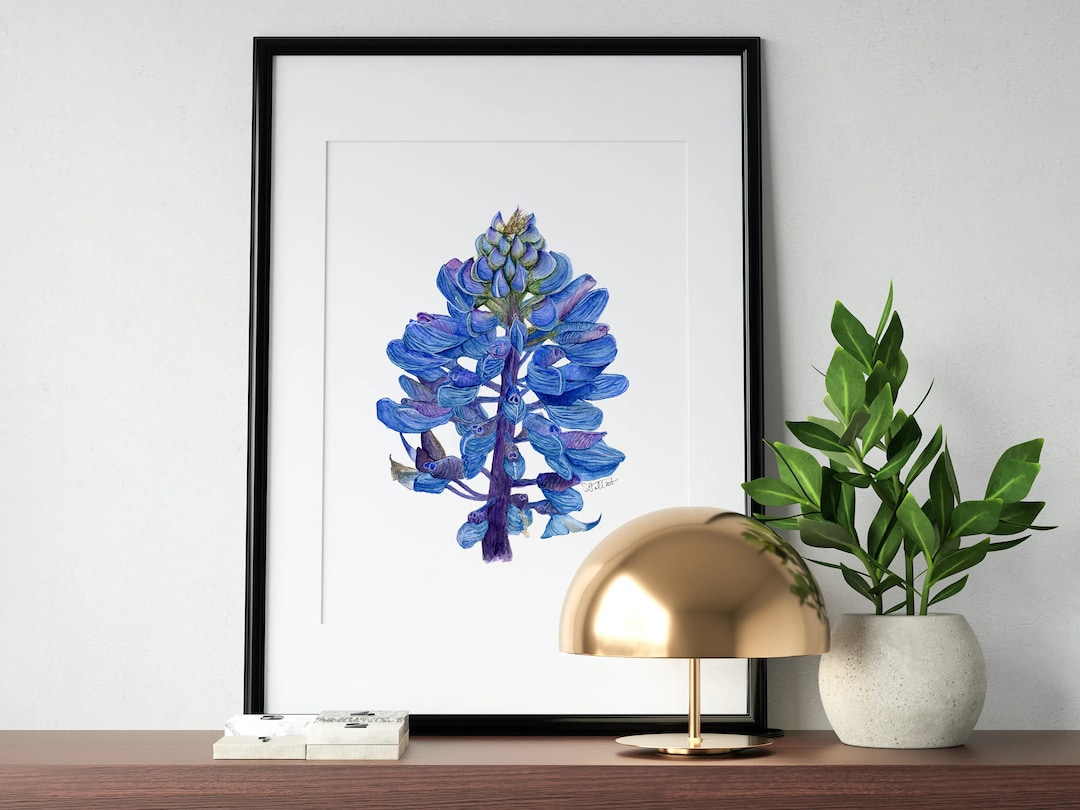 Blue Lupin Watercolor Art Print | Lupine, Wildflower, Gardening, Lupini ...