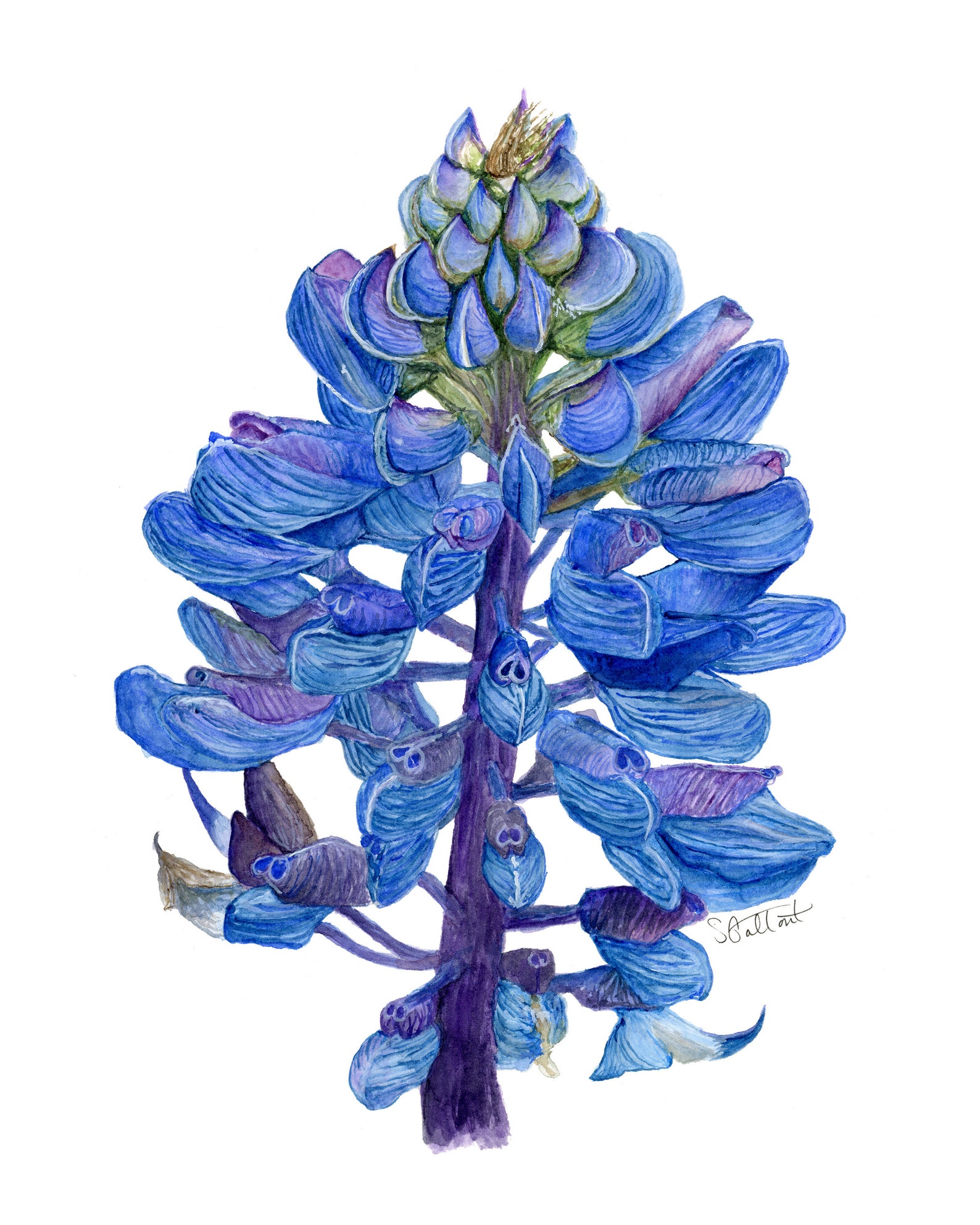 Blue Lupin Watercolor Art Print: Botanical Wildflower Painting - Etsy
