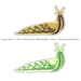 Slug Embroidery Files - Conventional Appearance Terrestrial Gastropod ...