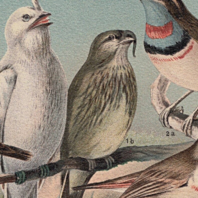 Birds - Pull Down Wall Chart - Etsy