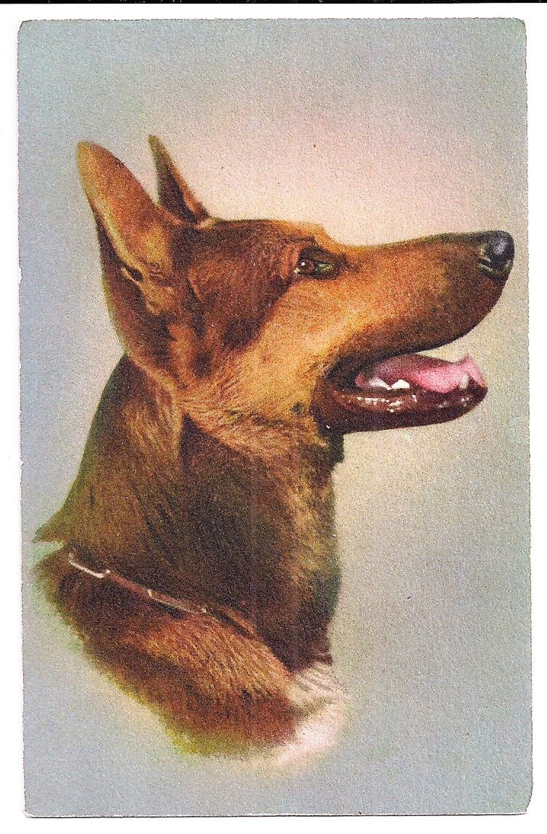 Early 1900s DB Postcard Rare Color Photo: Portrait of Alsatian ...