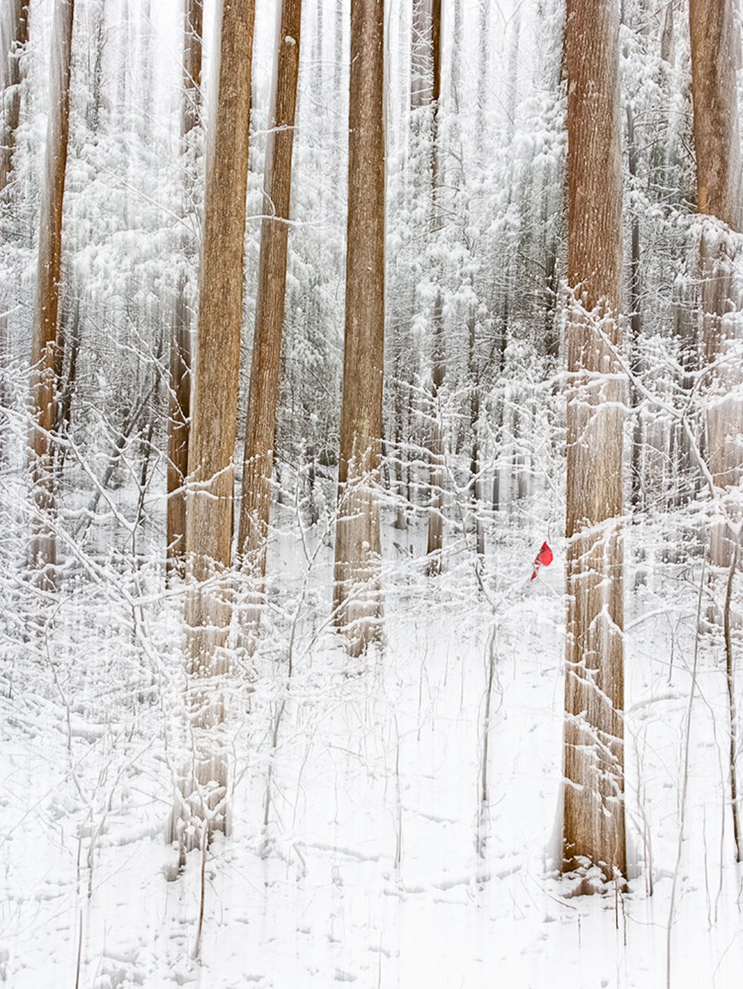 Winter Silence - Metal Print - Great Smoky Mountains Pictures - Fine ...