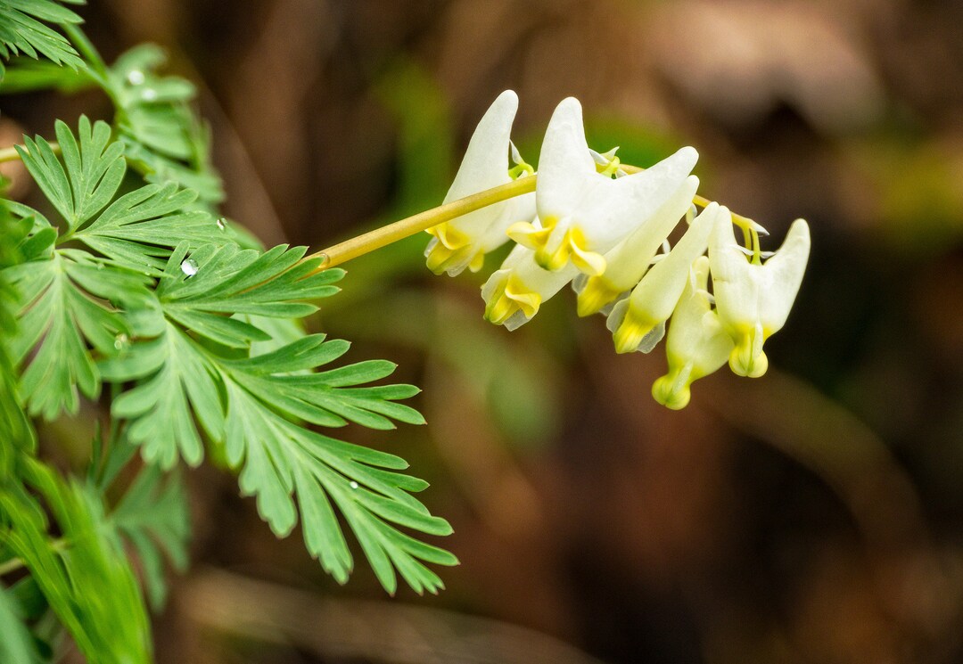 Dutchmans Britches - Digital Download - Fine Art Photography - From ...