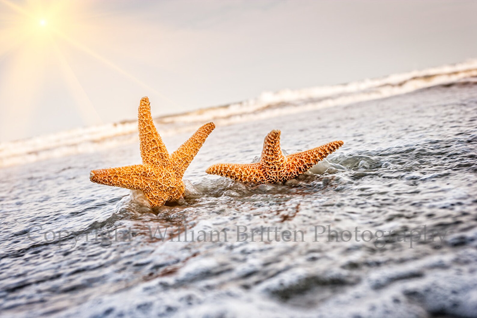 Starfish Photo Beach Photography Romantic Stock Photography Digital ...