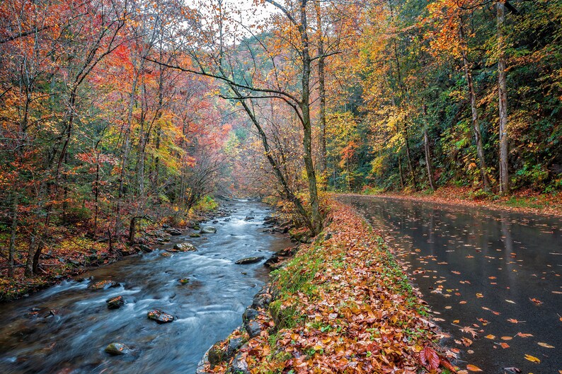 Autumn Leaves, Creek, and Road in the Smoky Mountains Metal Print From ...
