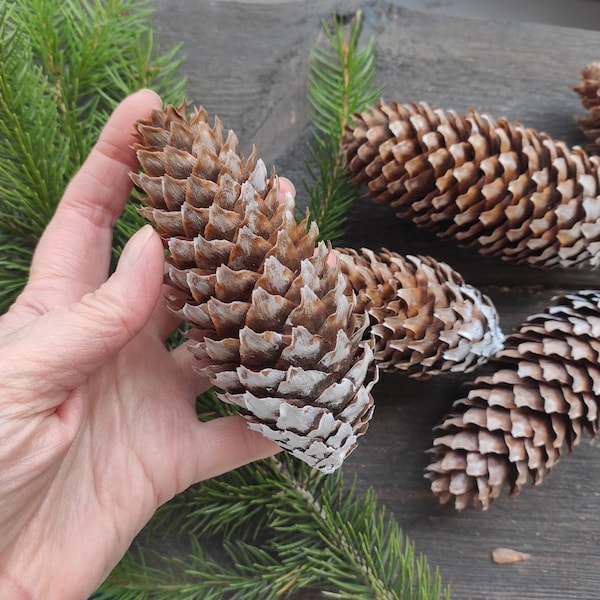 Decorative Cones - Etsy