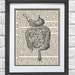 Anatomy Art Intestines Stomach Medical Decor - Etsy