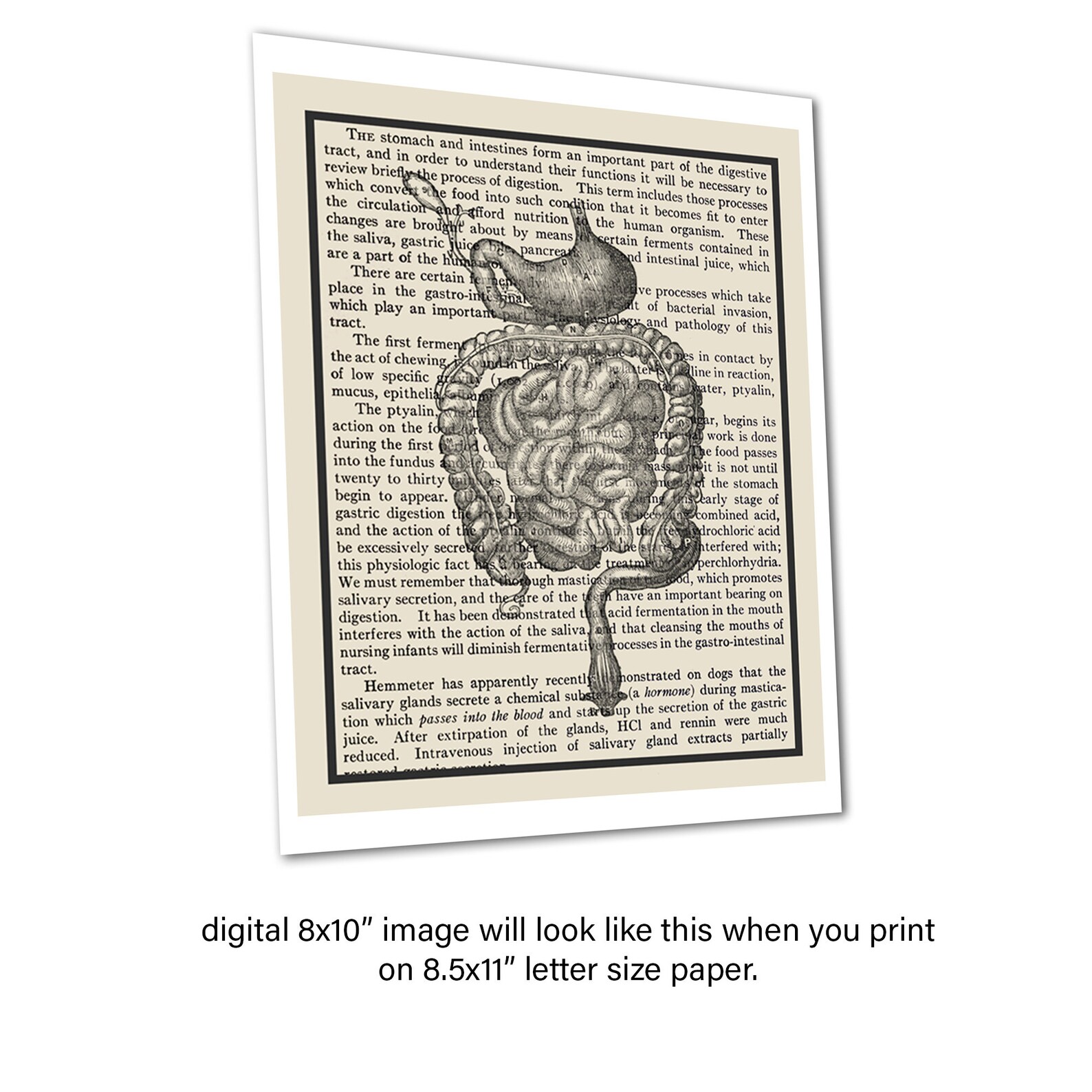 Anatomy Art Intestines Stomach Medical Decor - Etsy