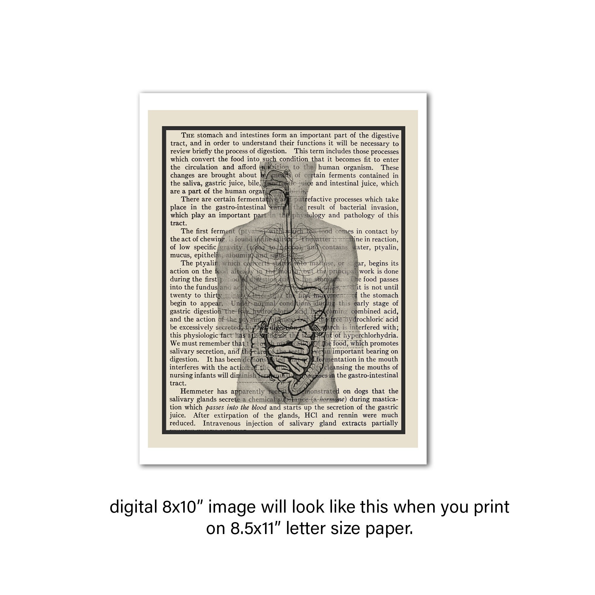 Digestive System Anatomy Art Set of 3 Digital Download Printable ...