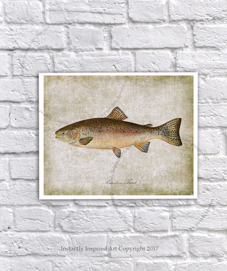Rainbow Trout Fish Print- Trout Fishing Art - Fly Fishing - Angling Art ...