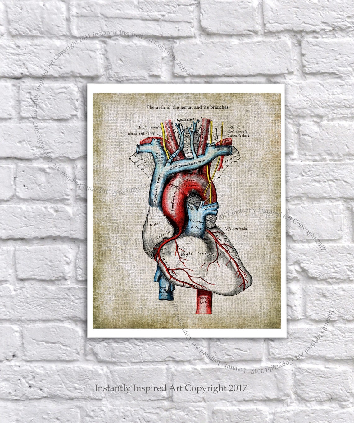 Vintage Anatomy Wall Decor Human Heart Medical Textbook Anatomy Art ...