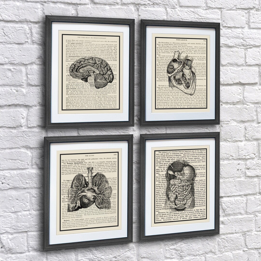 Anatomy Art Printables - Set of 4 Digital Images Medical Decor Office ...