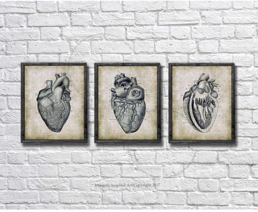 Anatomy Decor Human Heart Set of 3 Medical Textbook Anatomy Art ...