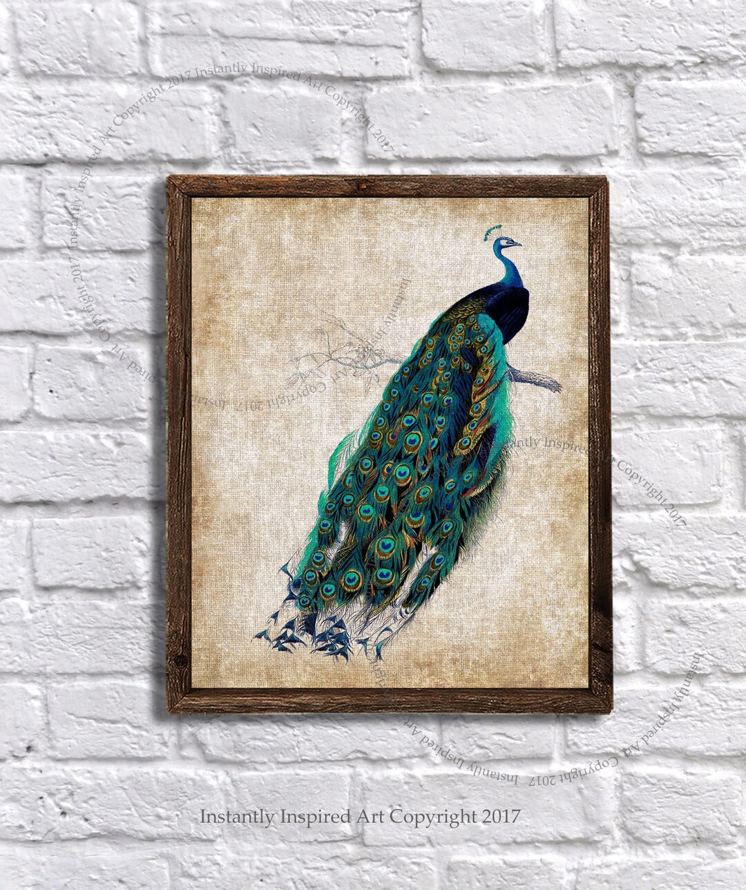 Peacock Art - Peacock Decor - Peacock Print - Shabby Chic Decor ...