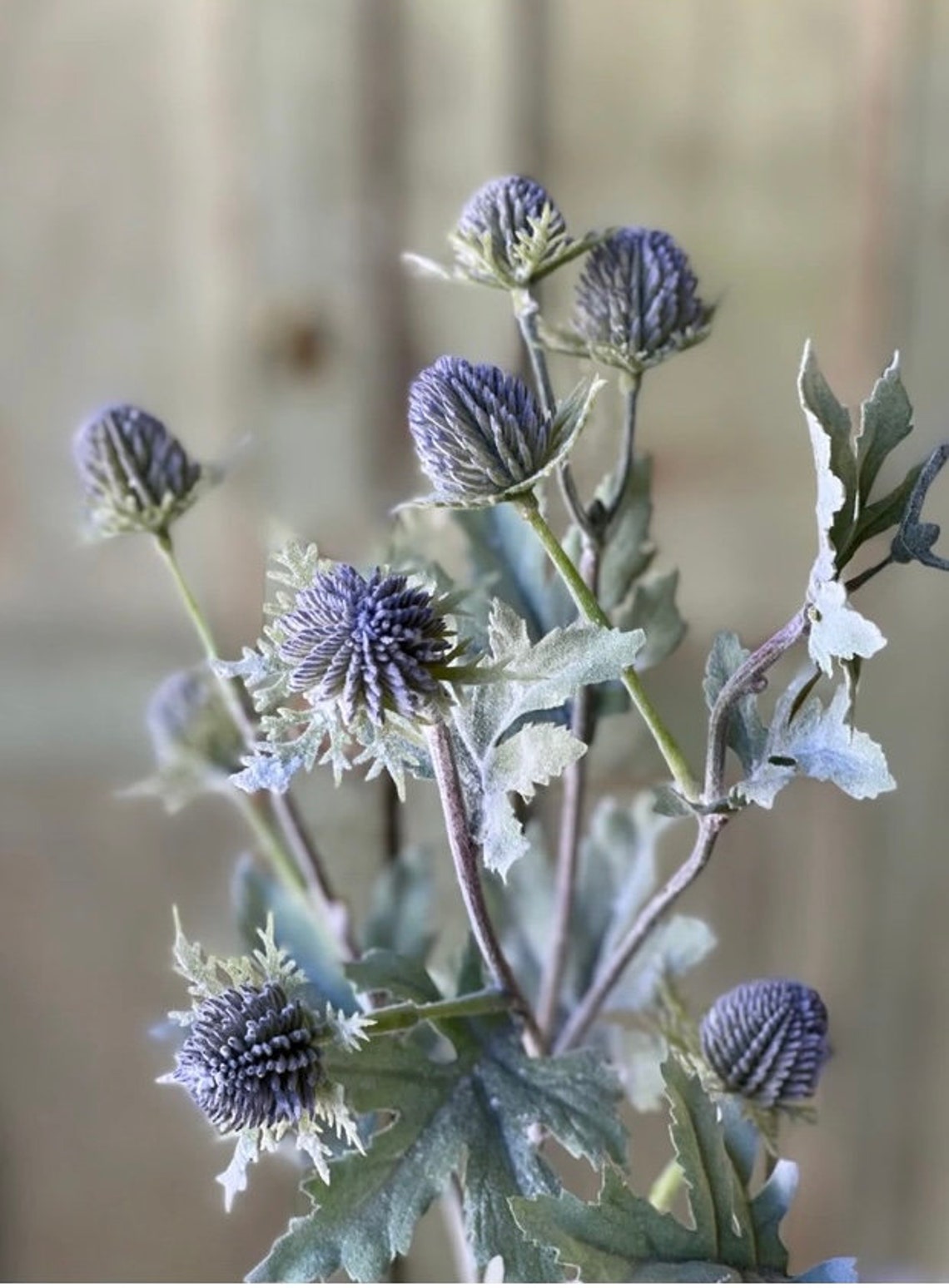 White Thistle Spray Scottish Thistle Spray Thistle Greenery - Etsy