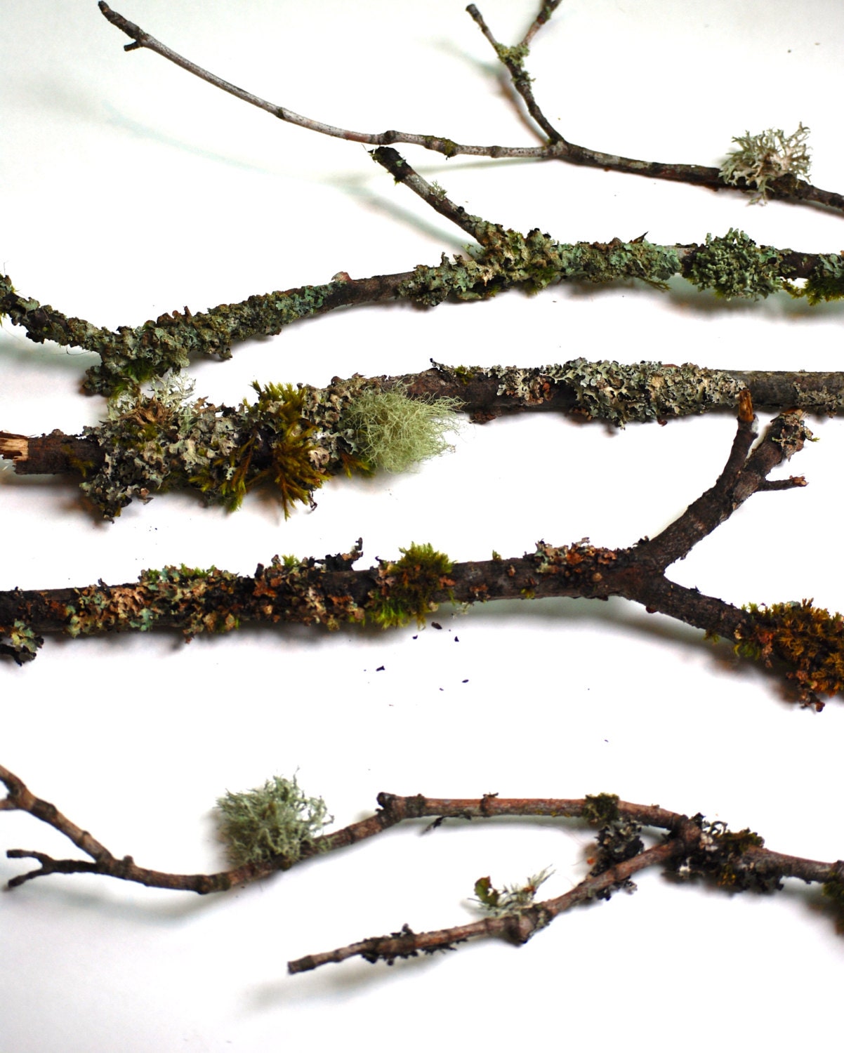 5 Branches & Twigs Covered in Natural Lichen and Moss Bonsai - Etsy