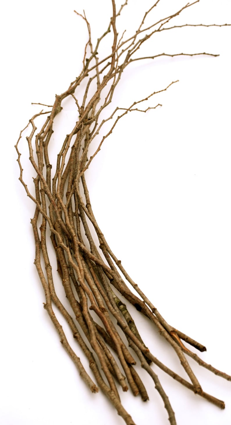 15 Cedar Forest Branches & Twigs for SEASONAL DECOR, Bonsai Crafts ...
