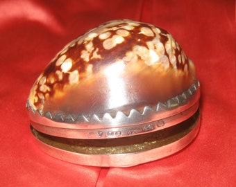 Antique Silver Mounted Tiger Cowrie Shell Hinged Box-snuff - Etsy