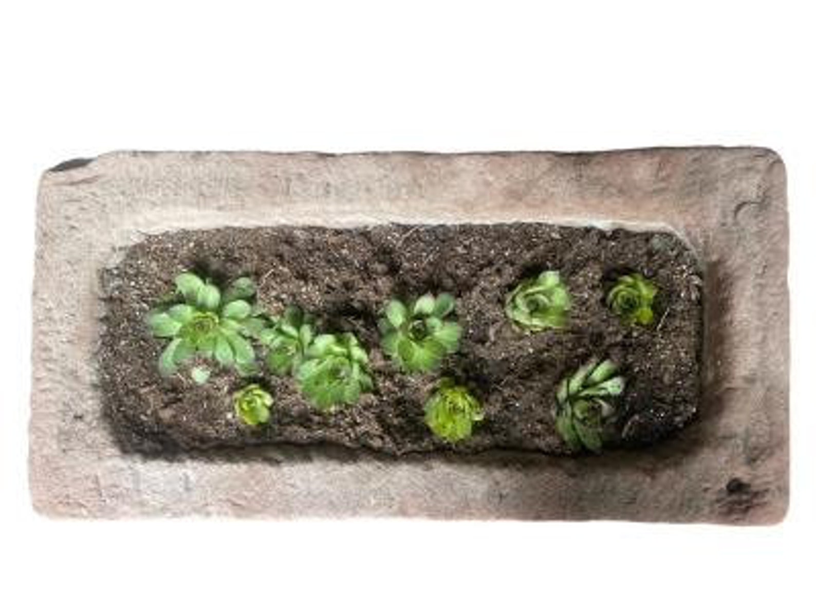 Large Stone Animal Trough Planter No Shipping for Pickup Only - Etsy