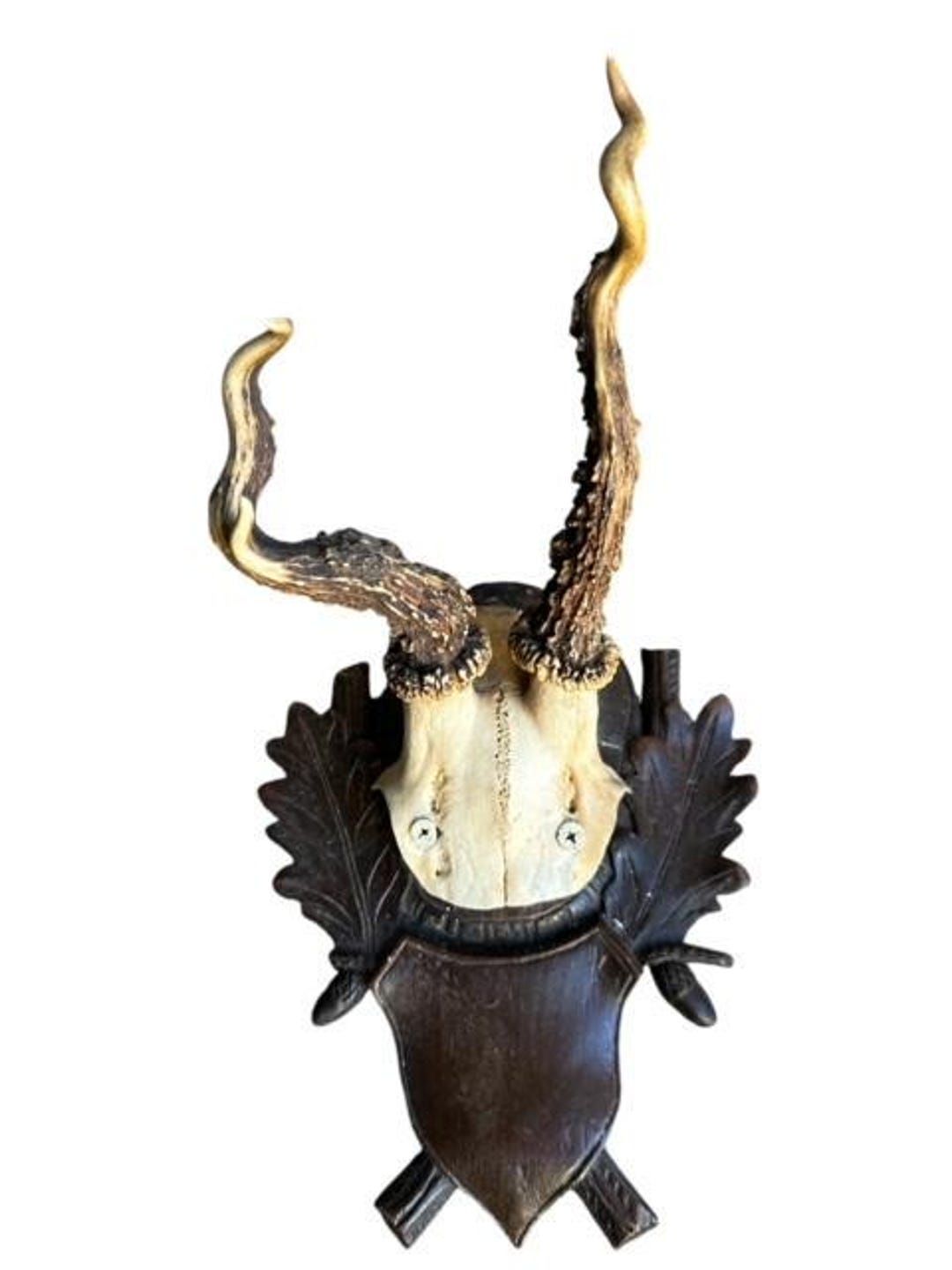 Roe Deer Trophy Rd84 Antlers Taxidermy Unusual Curly Antlers - Etsy