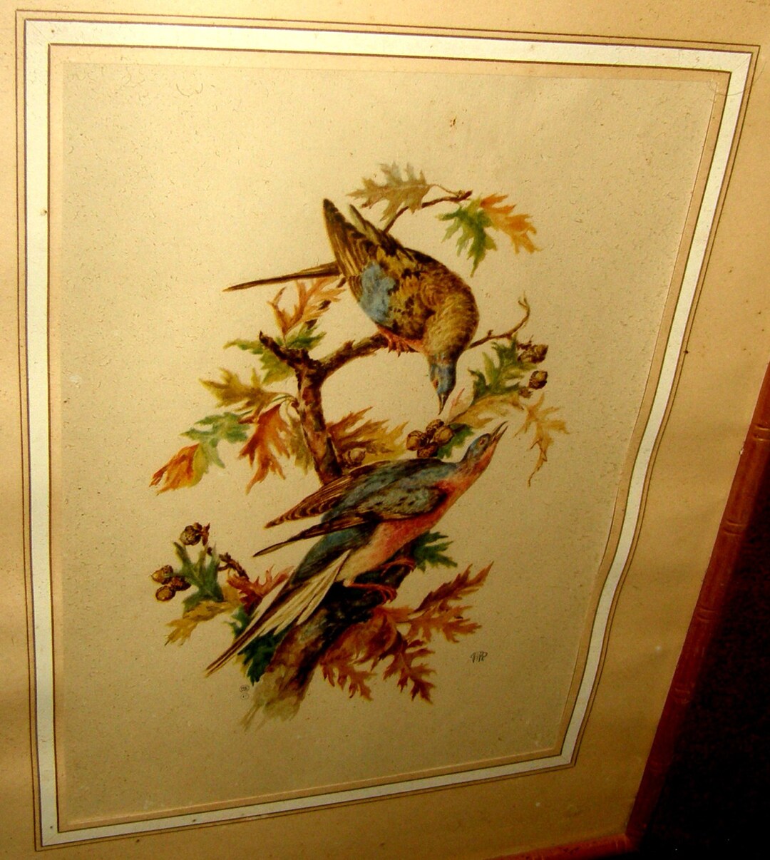 Exquisite Antique/vintage Old Lithograph Bird Art - Wood Frame With a ...