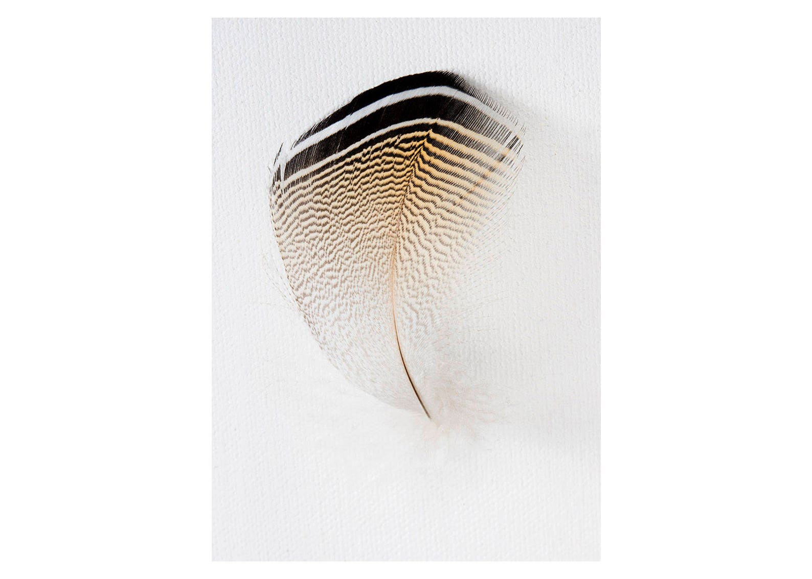 Wood Duck Feather Fine Art Photography Print, Neutral Home Decor - Etsy