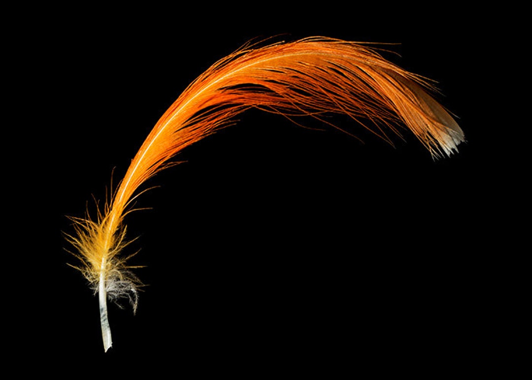 Orange Feather Photography Print, Fine Art, Neutral Home Decor - Etsy